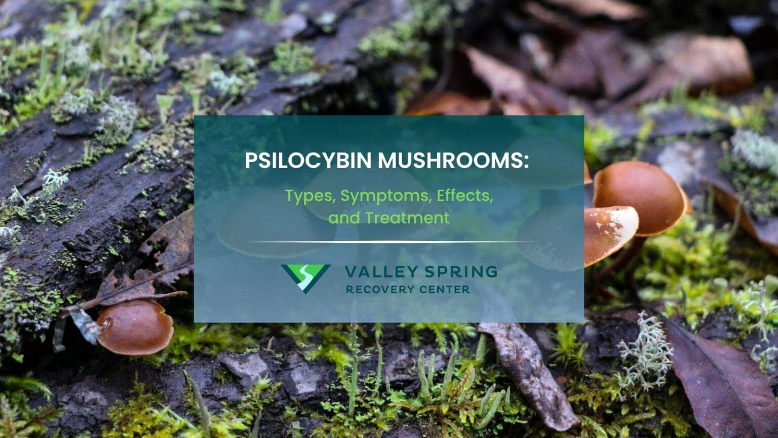 Psilocybin Mushrooms: Types, Symptoms, Effects And Treatment