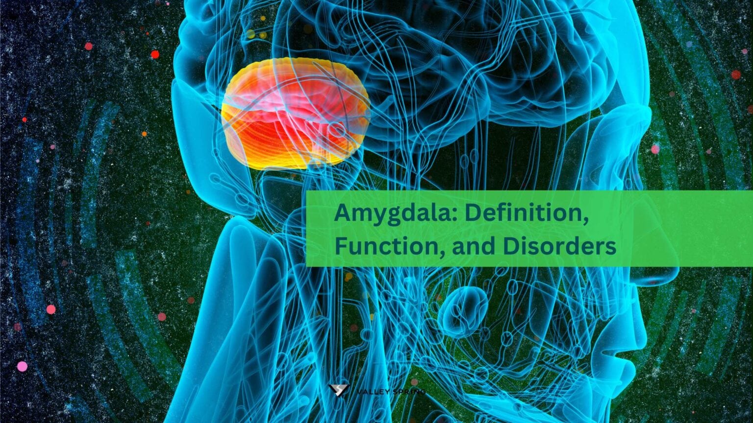 Amygdala: Definition, Function, And Disorders